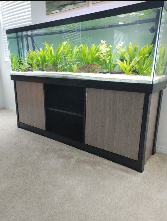 Fluval Fish Tank