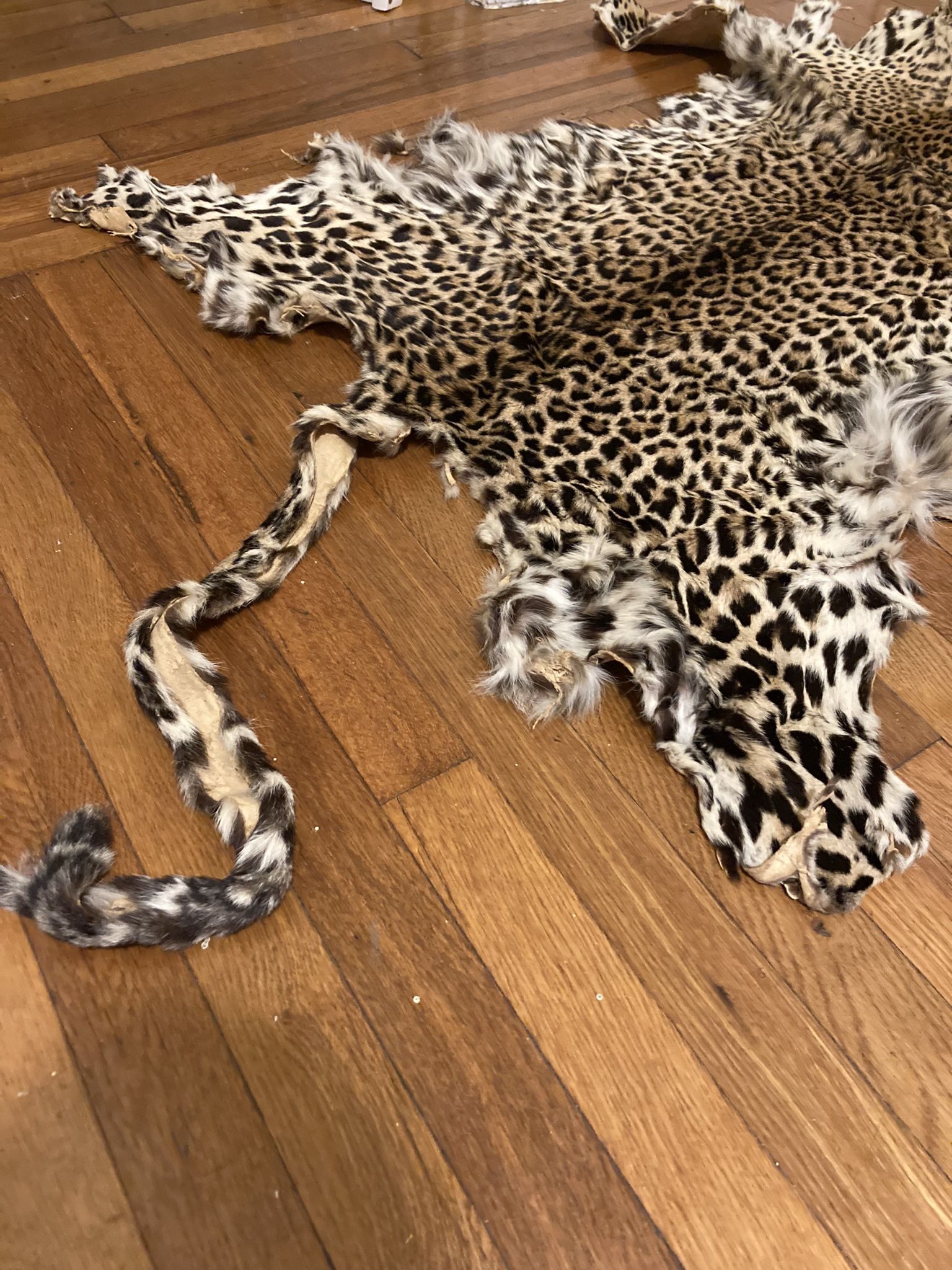 Real Leopard Print
