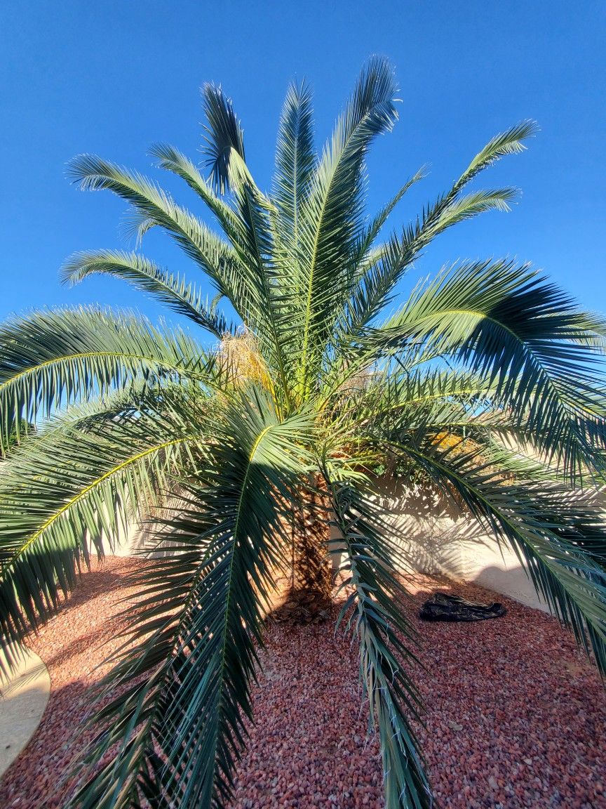 Pineapple Palm Tree