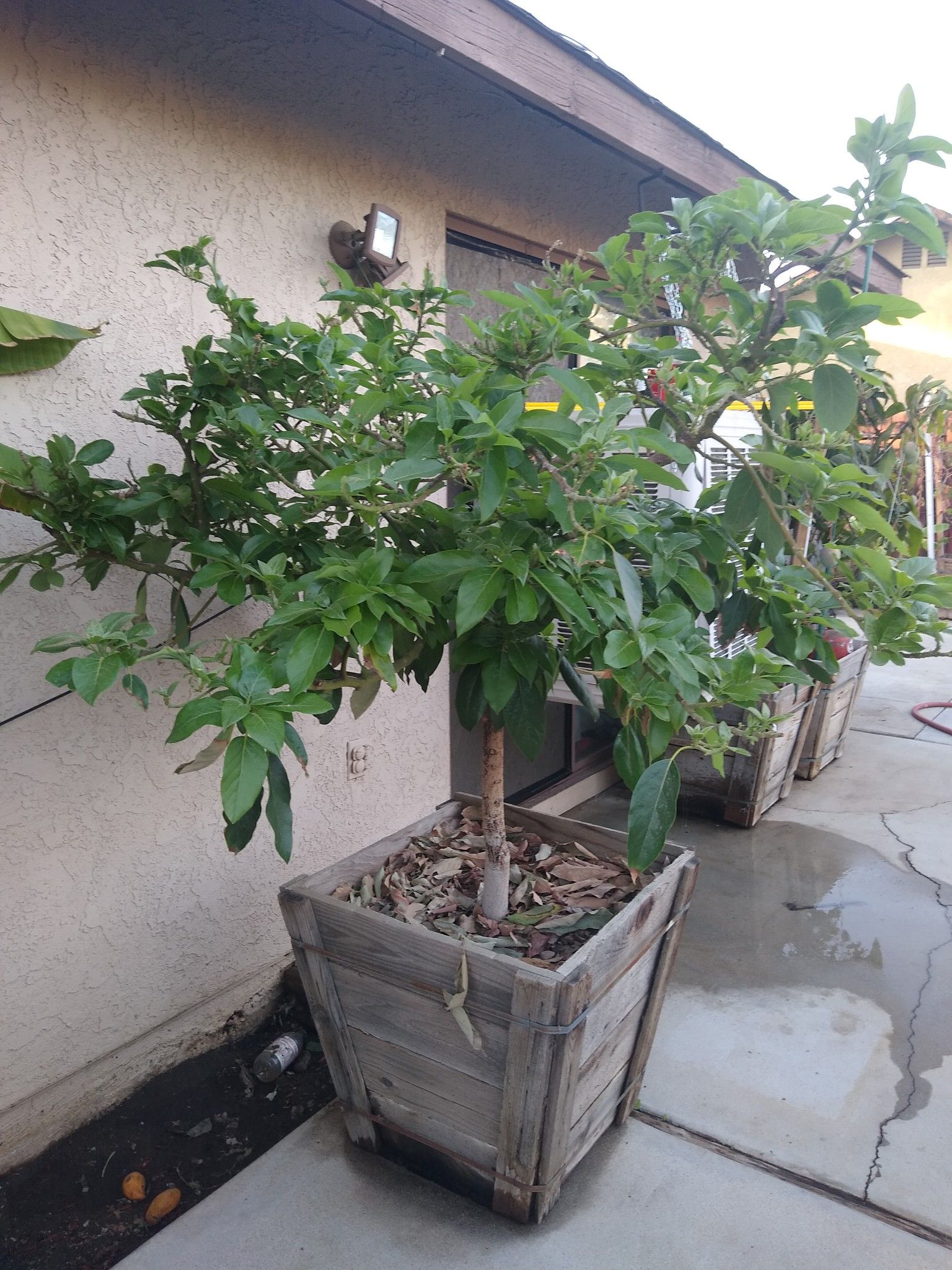 Bacon avocado tree for Sale in March Air Reserve Base, CA - OfferUp