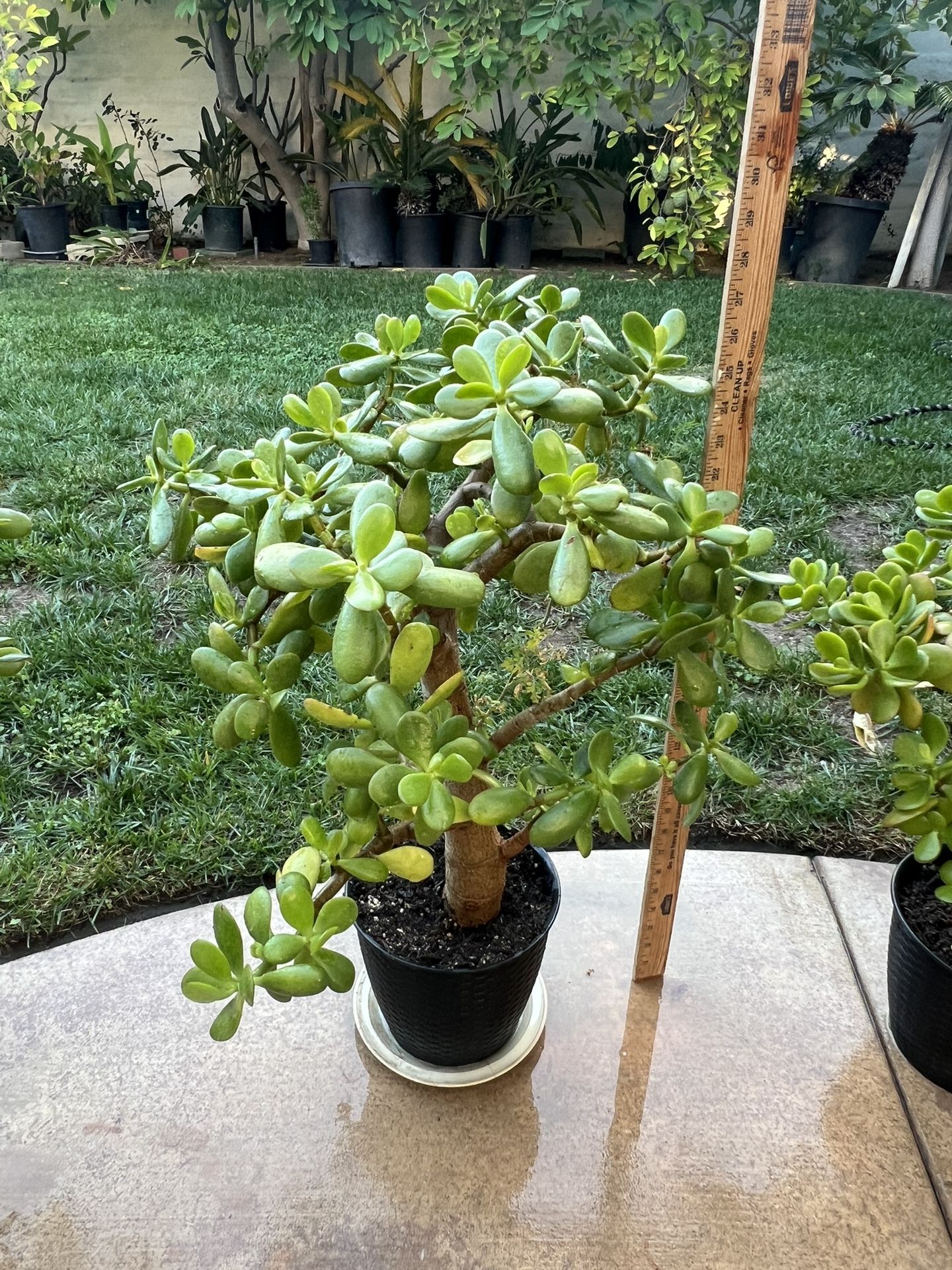 Jade Plant - Strong Trunk Pretty Shaped Plant for Sale in Tustin, CA ...