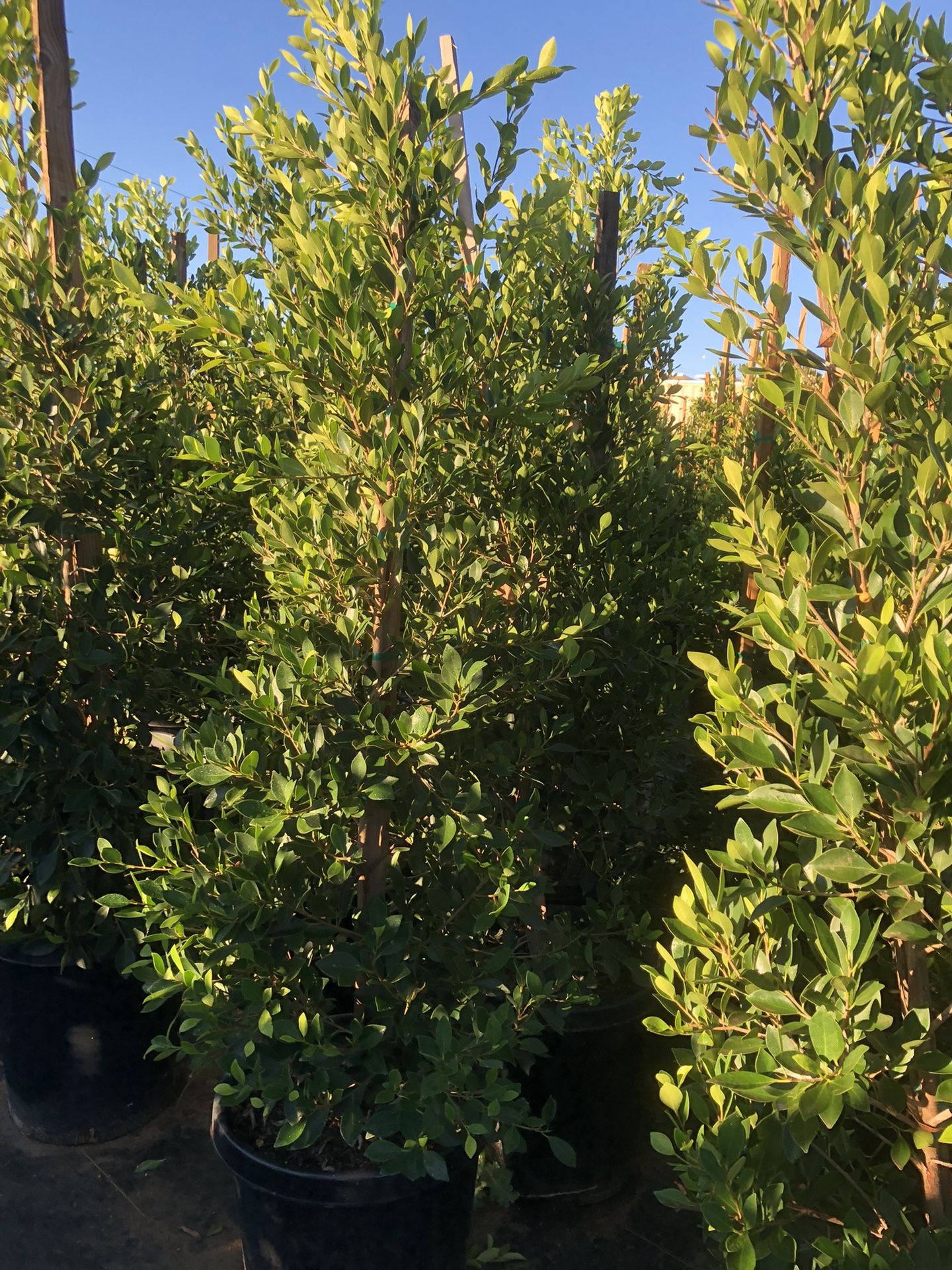 Ficus Nitida , Indian Laurel Ficus Tree, Hollywood Hedge And Privacy ...