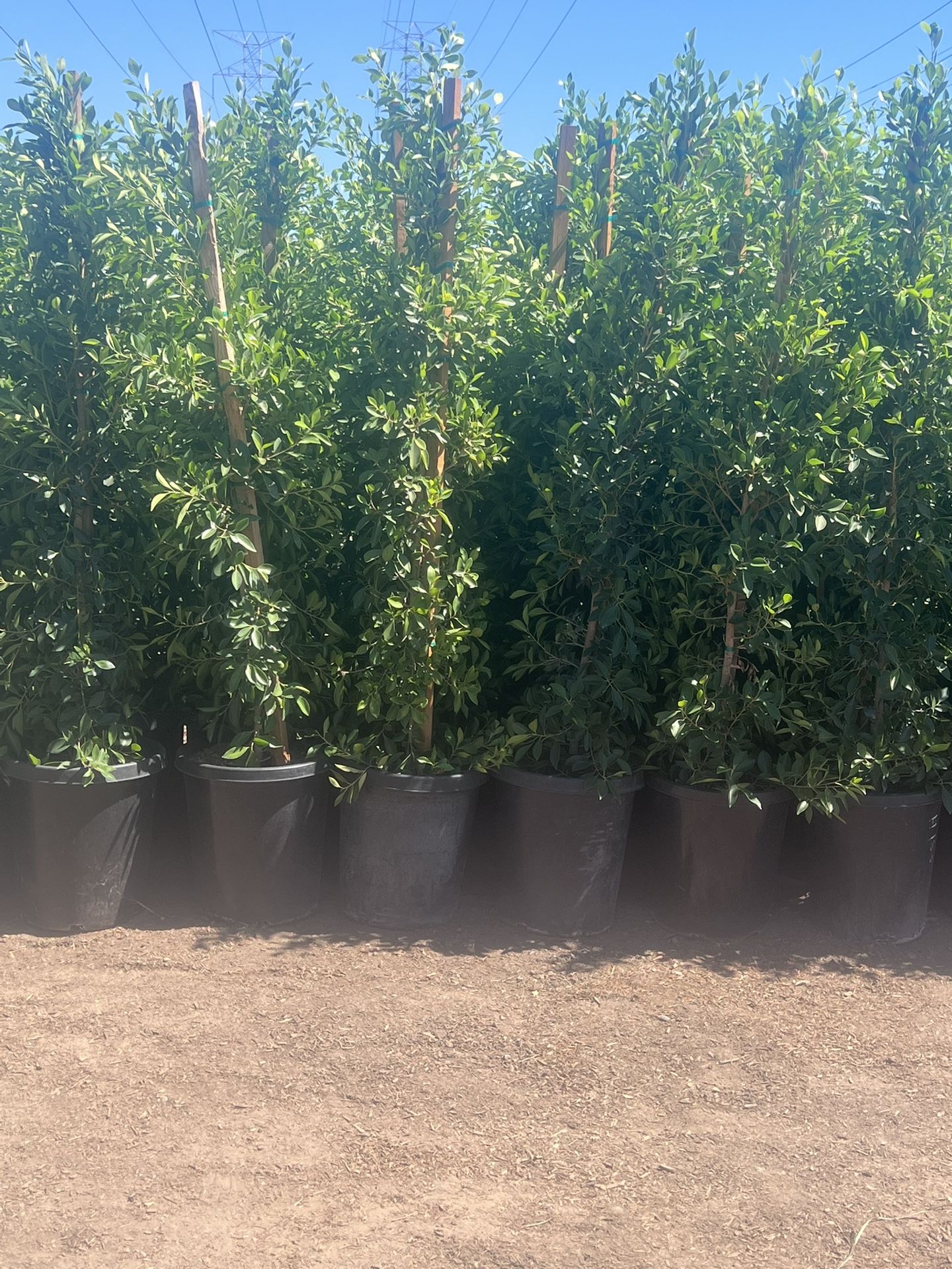 Ficus Nitida Trees Ask For Price for Sale in Phoenix, AZ - OfferUp