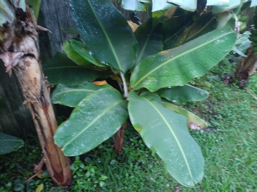 Chiquita banana tree plant for Sale in Pompano Beach, FL - OfferUp