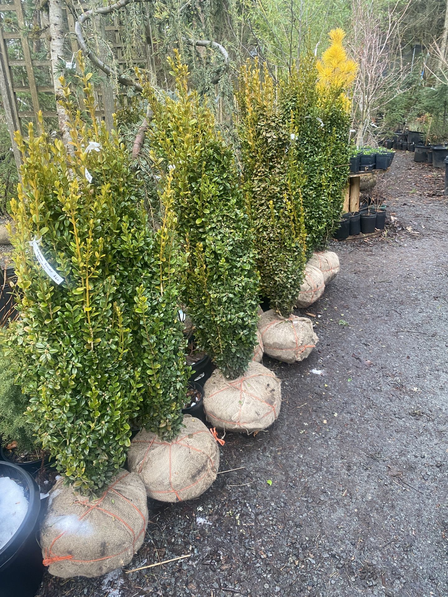 Graham Blandy Columnar Boxwood Plants for Sale in Puyallup, WA - OfferUp