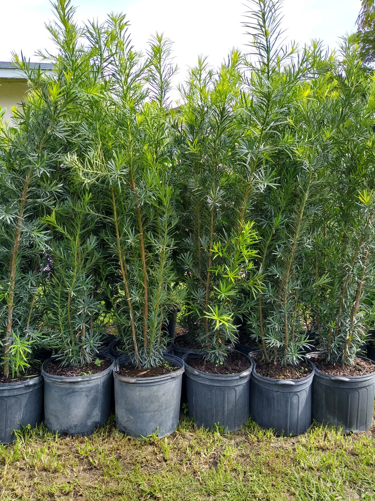 Spectacular Podocarpus Plants for immediate privacy! 5-6 feet tall for ...