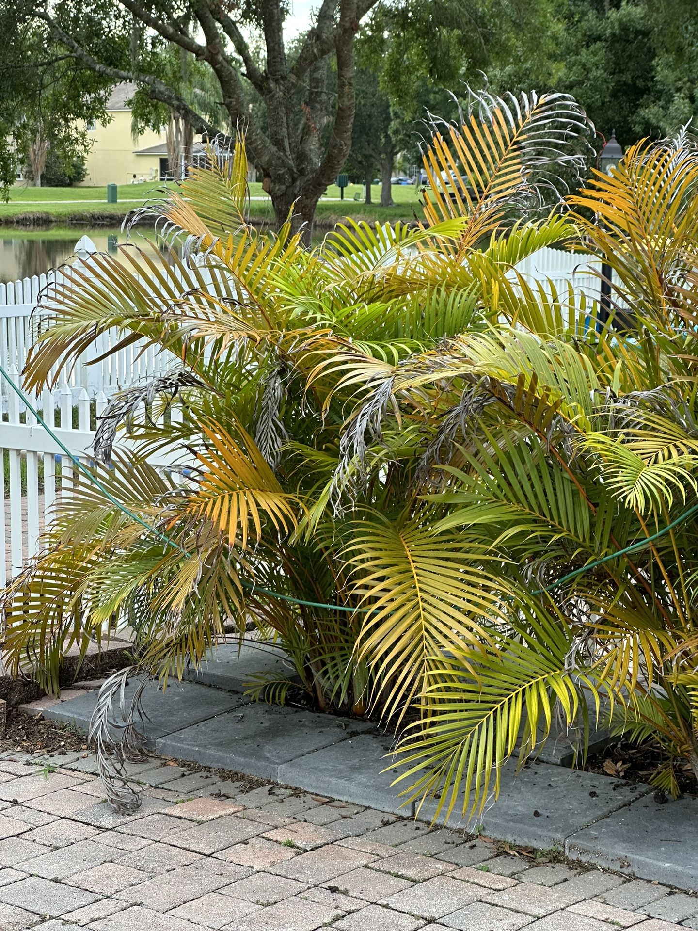 Areca Palms For Sale for Sale in Lutz, FL - OfferUp