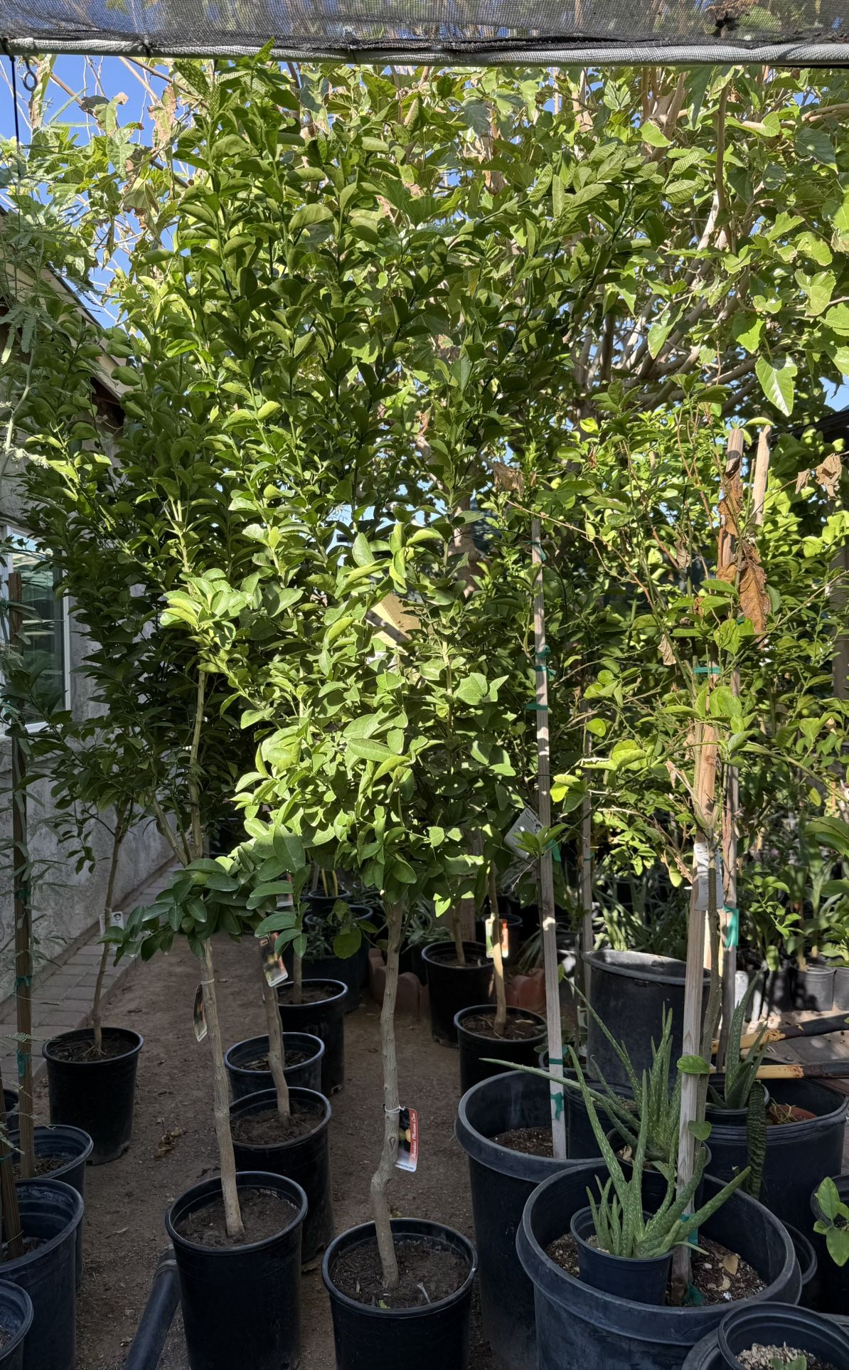 Key Lime Mexican Trees 5 1/2 The Tall The Tall $60 Each Price Firm for ...