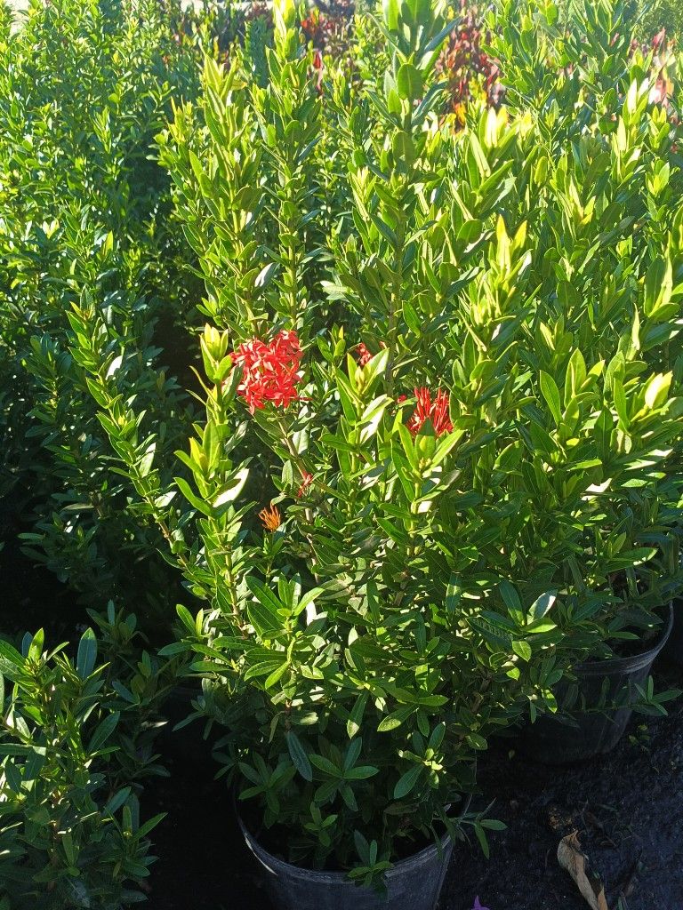 Ixora Privacy Hedge Plants 3gl $6 for Sale in Miami, FL - OfferUp