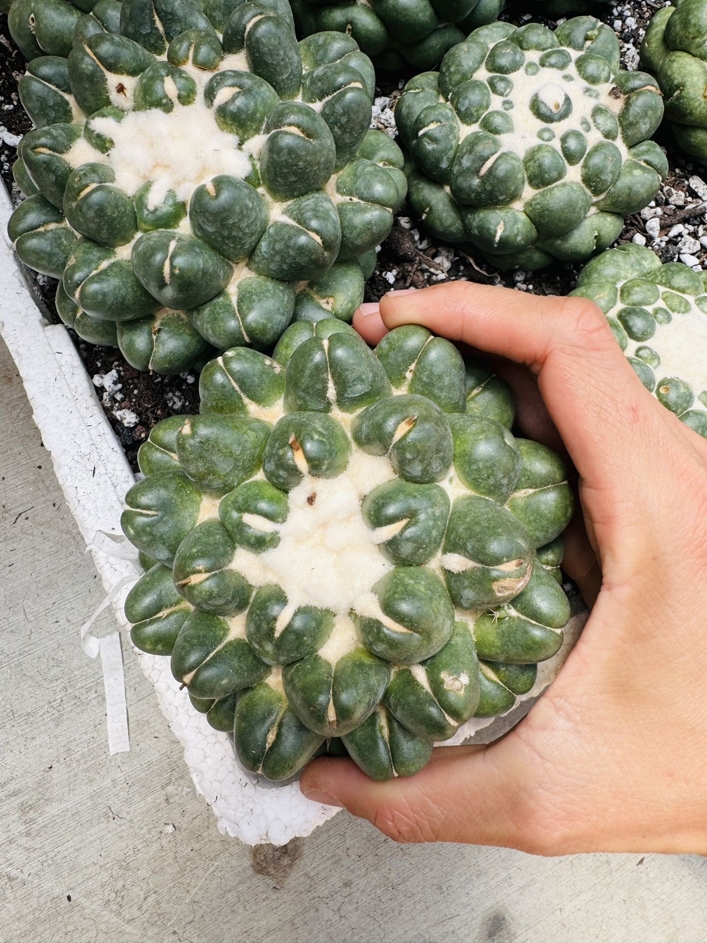 Cactus Imported Coryphantha elephantidens cv. Tanshi Inermis for Sale ...