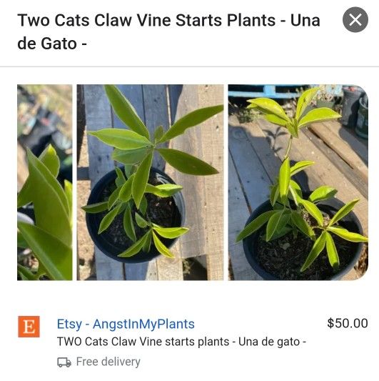 Avocado Trees, Cats Claw(uña De Gato) And Other Plants for Sale in ...