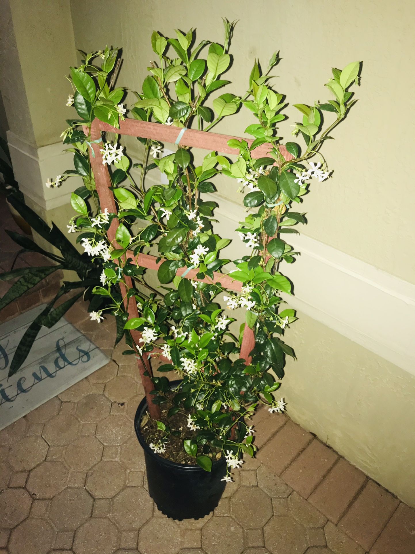 SAVE NOW Real Flower Jasmine Estephanotis Aroma Outdoor Garden ...