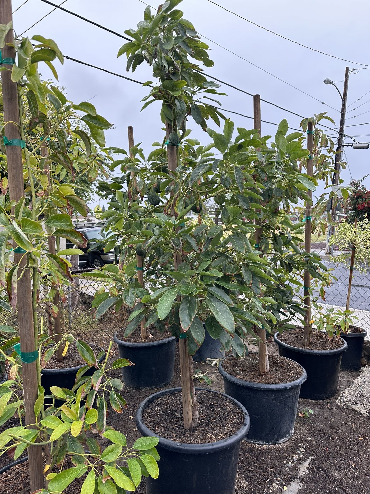 Hass Avocado Tree for Sale in City Of Industry, CA - OfferUp