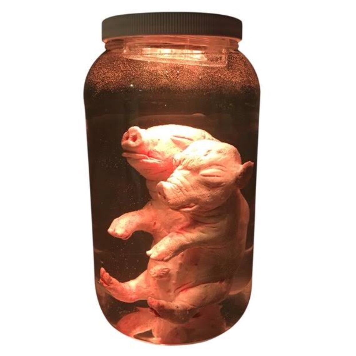 Siamese Twin Pig Conjoined Piglet Fetus Medical Halloween Oddity Prop ...