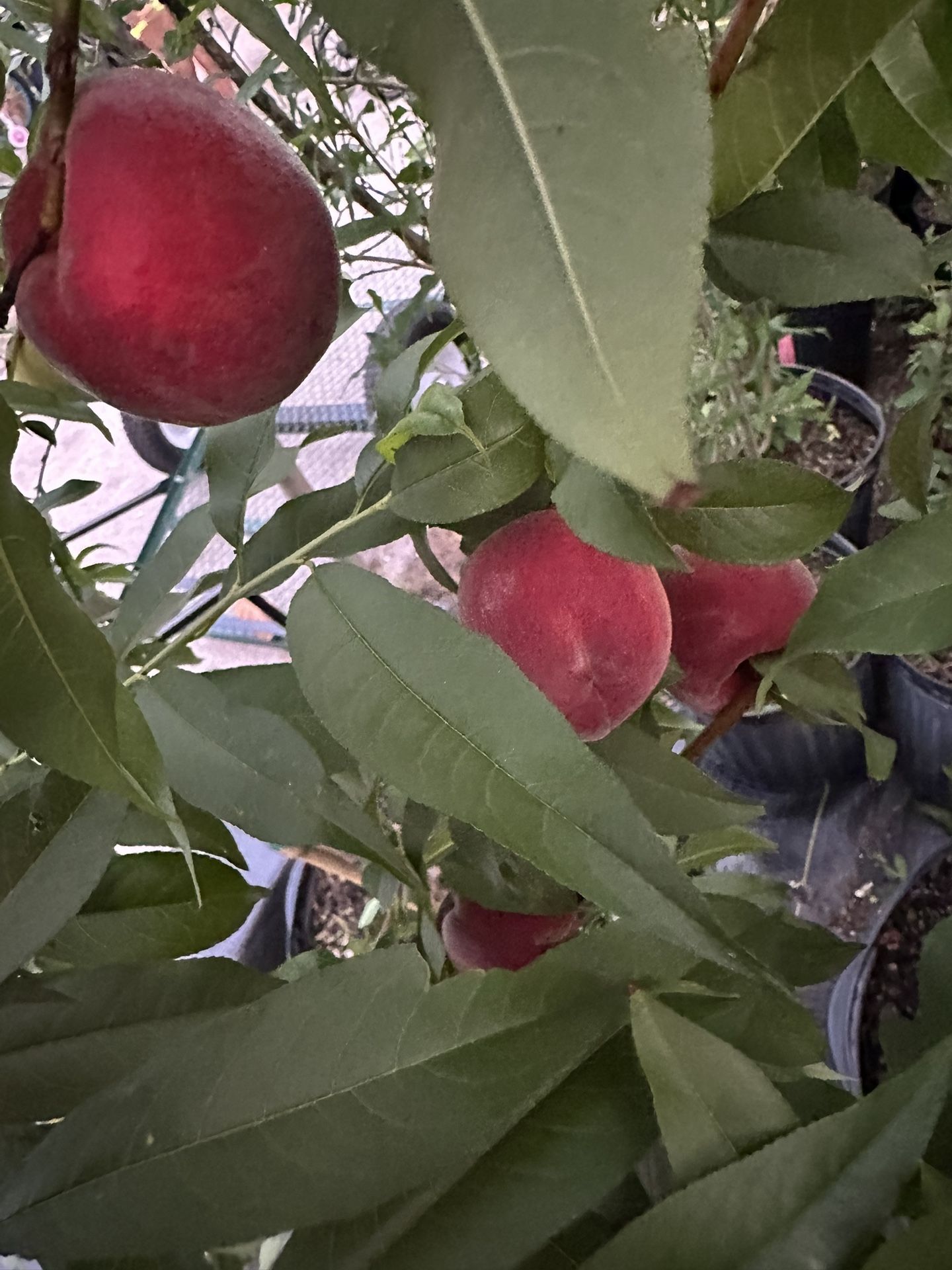 Florida Prince Peach Plant for Sale in Azalea Park, FL - OfferUp