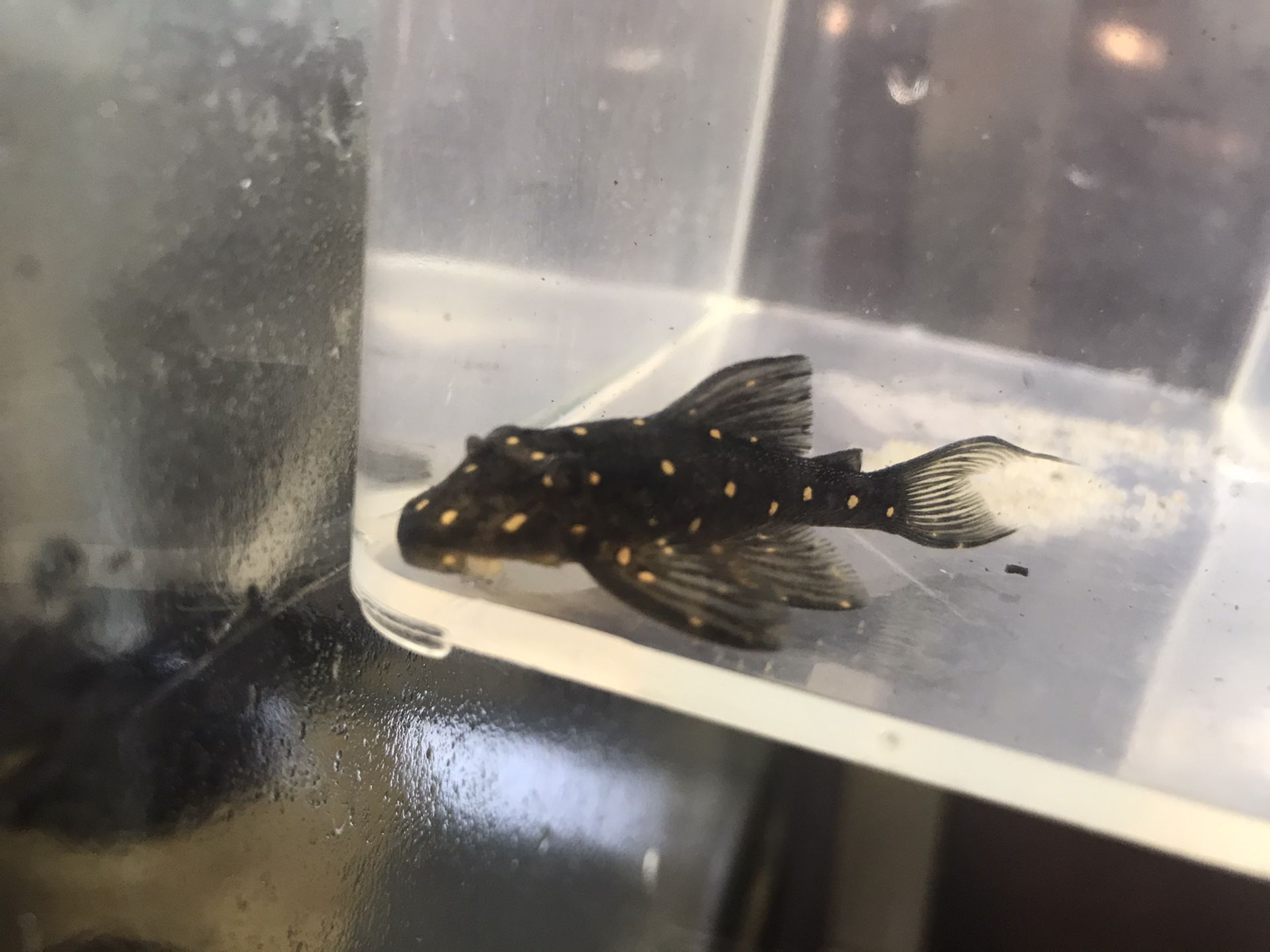 LDA31 Mustard Spot Pleco for Sale in Morton Grove, IL - OfferUp