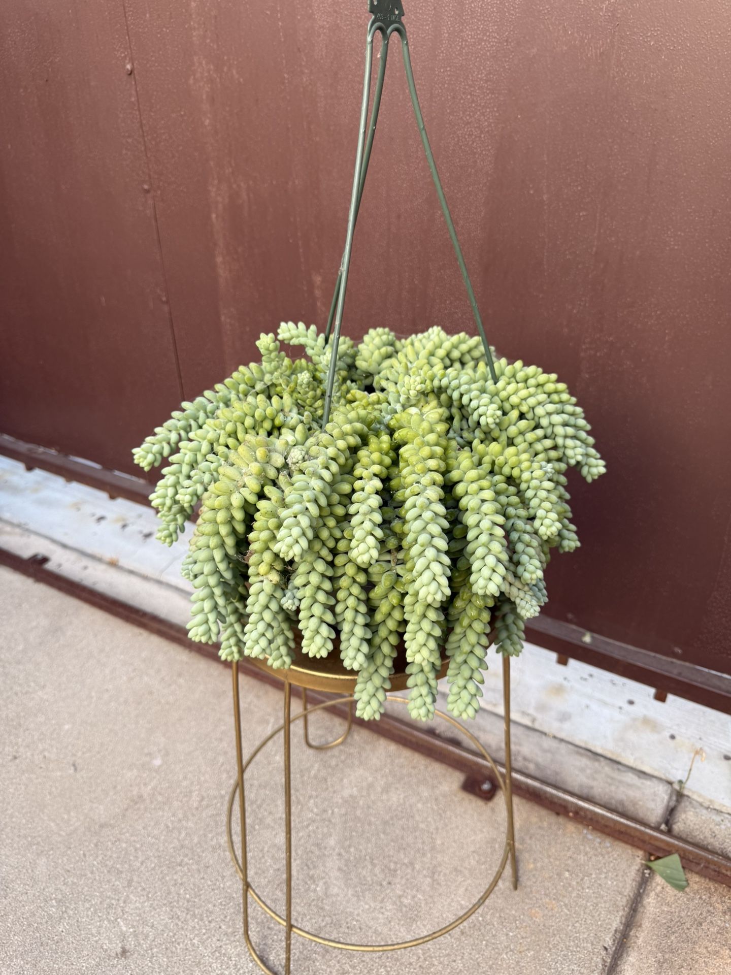 8” Big Donkey Tail for Sale in South Gate, CA - OfferUp