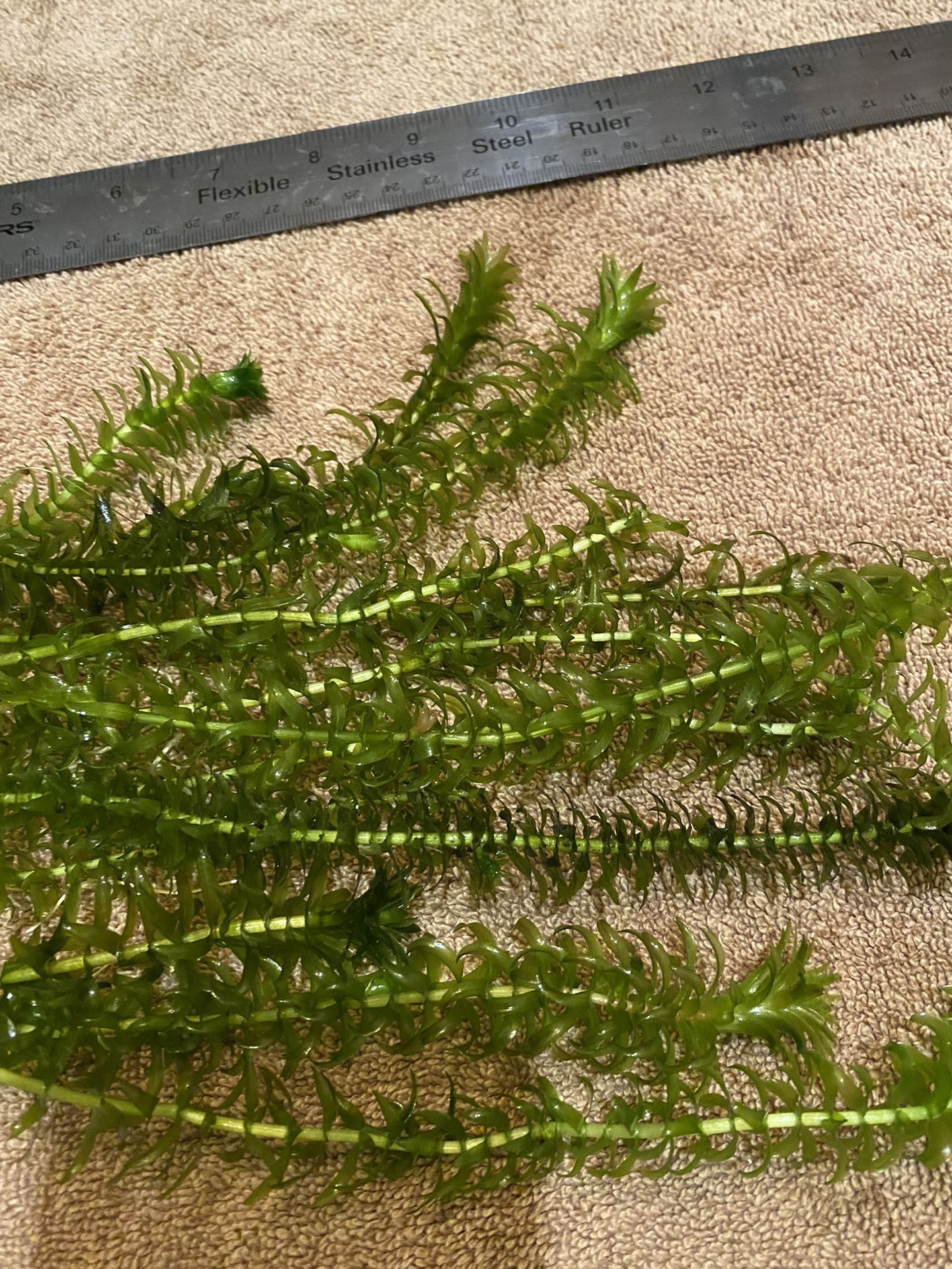 Aquarium Elodea Plants For Fish Tank for Sale in Los Angeles, CA - OfferUp