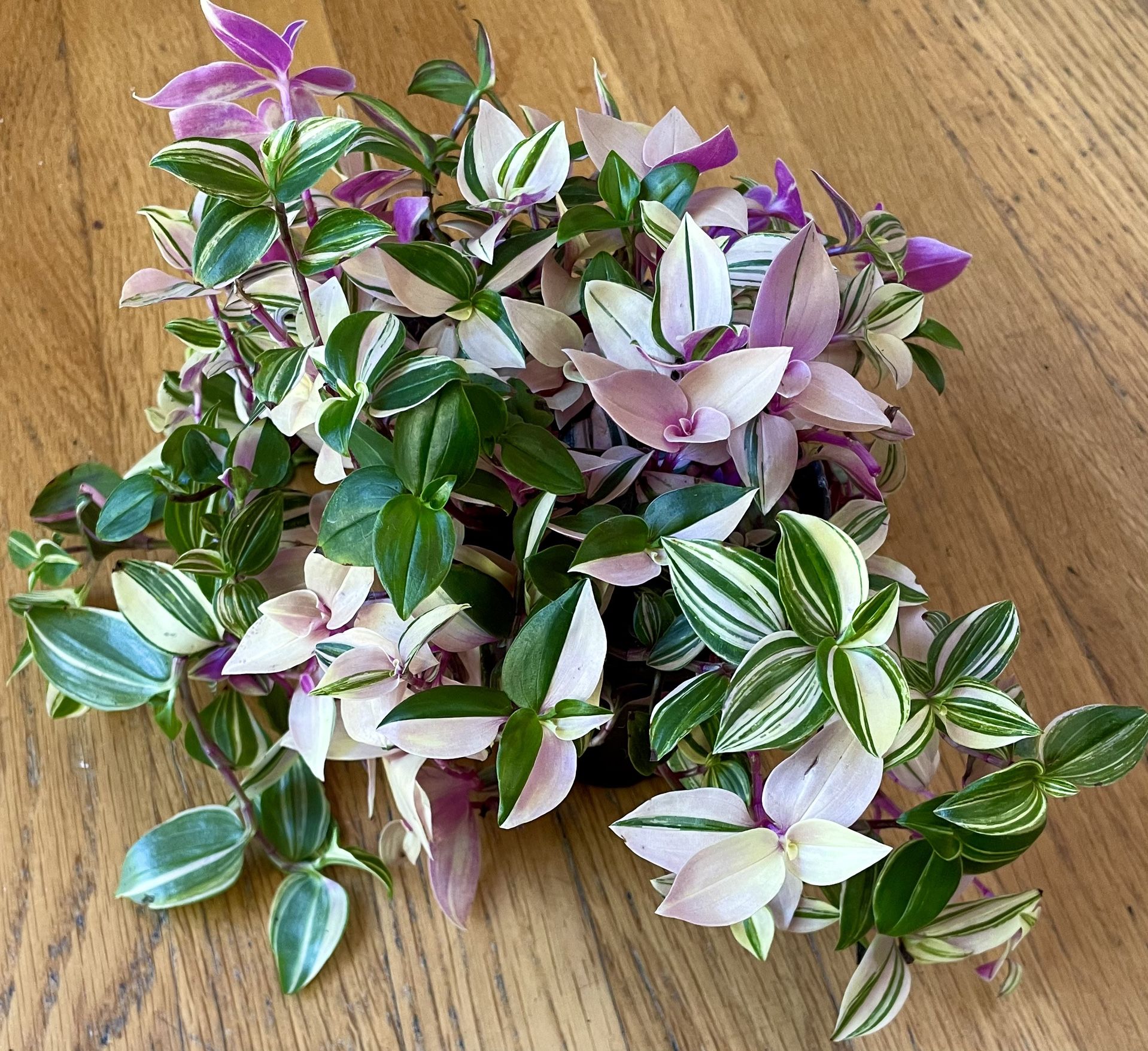Tradescantia Tricolor Pink Princess / Free Delivery Available for Sale ...