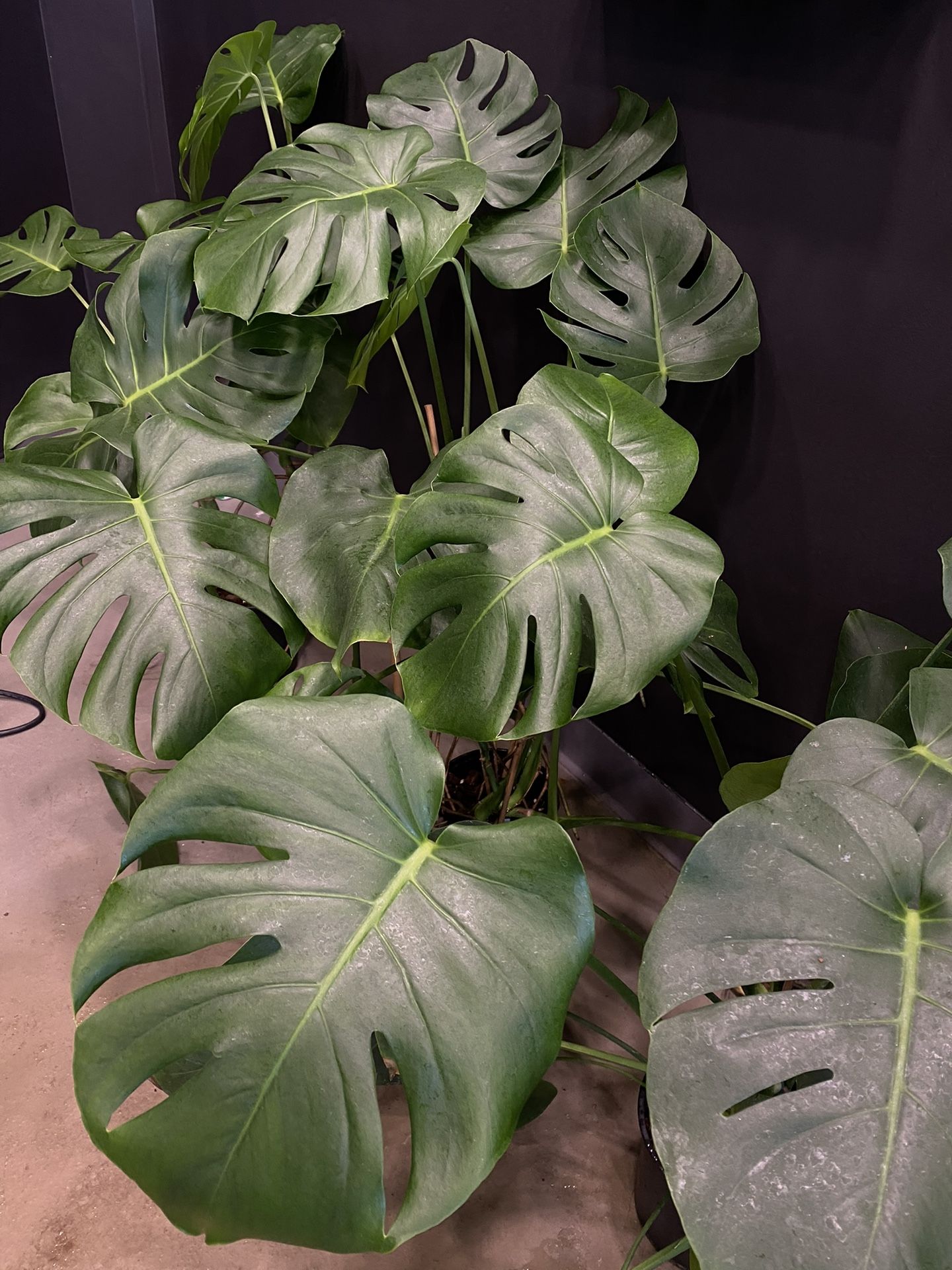 Monstera Deliciosa Seed Grown for Sale in Grand Prairie, TX - OfferUp