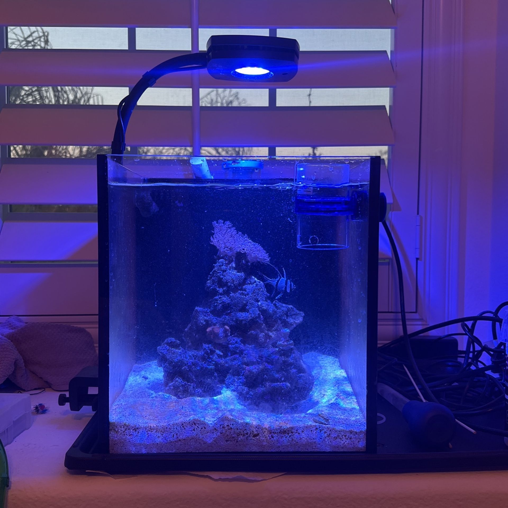 10g Saltwater Tank All In One Complete Setup for Sale in Chino, CA ...