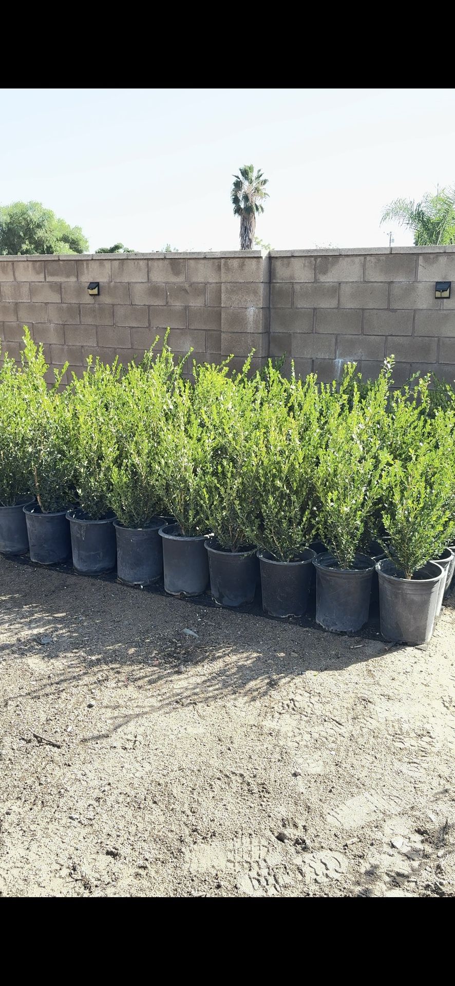 3.5ft Boxwood Shrubs – Perfect for Hedges, Borders, or Landscaping for ...