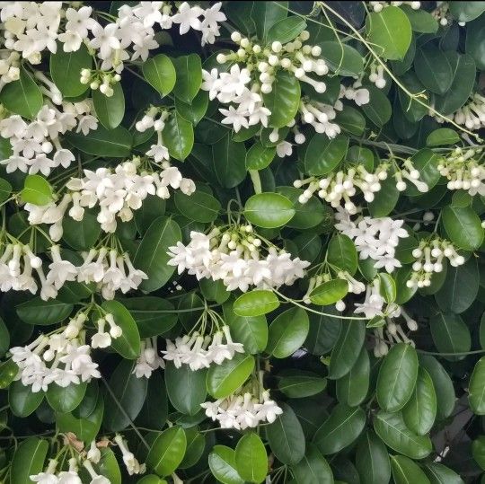 Stephanotis Floribunda Seeds