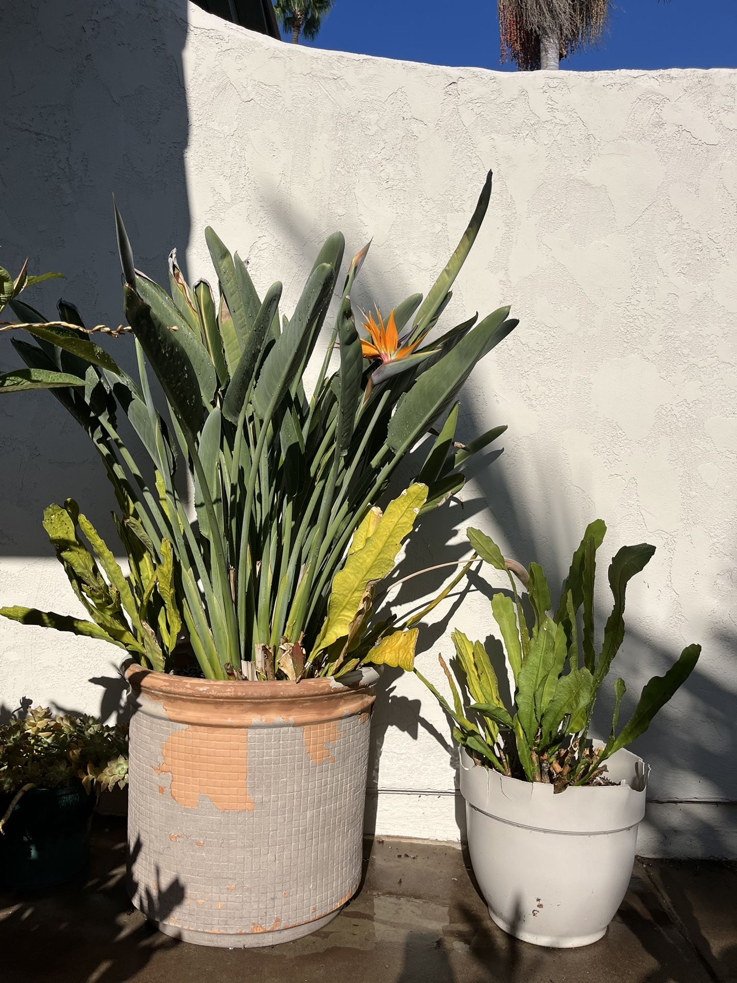 Tentative Pick Up - 2 FREE Potted Plants HEAVY for Sale in San Diego ...