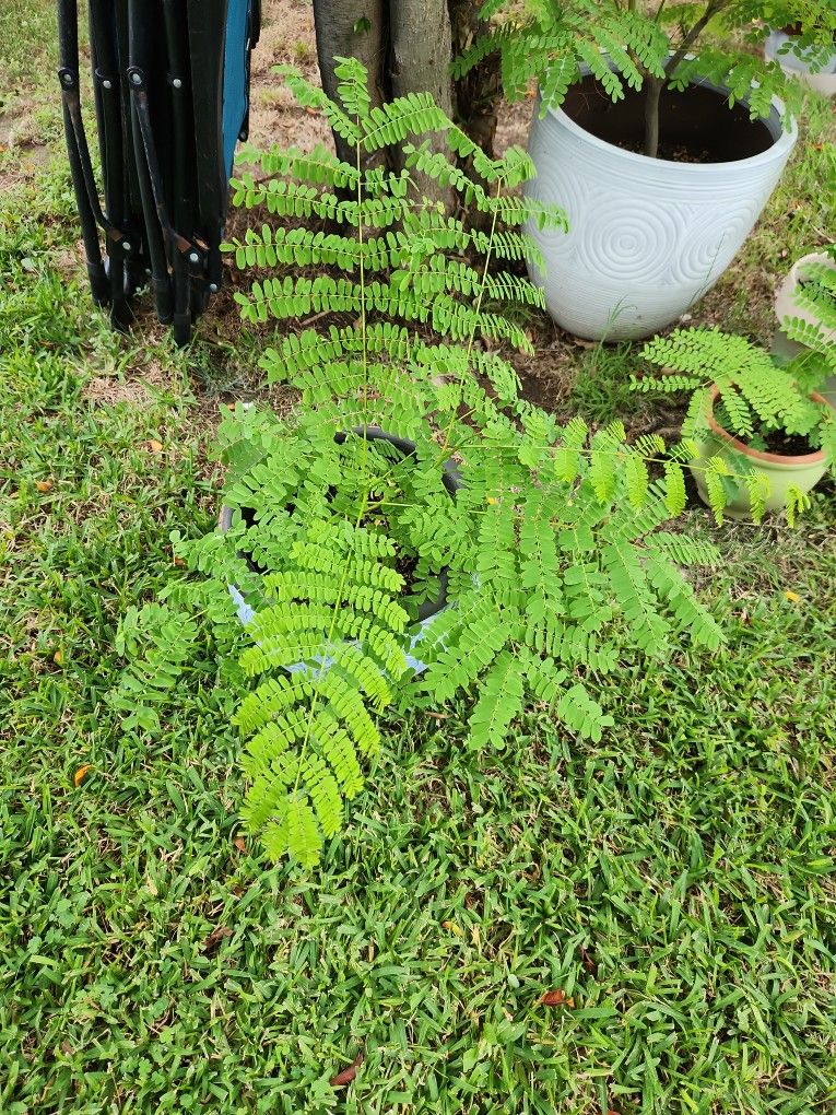 ROYAL POINCIANA RED FLAME TREE Delonix Regia Tropical Flamboyant Flower ...