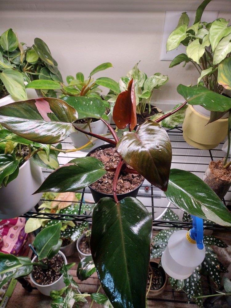 Large Pink Princess Philo In 6.5" Plastic Pot for Sale in Kent, WA ...