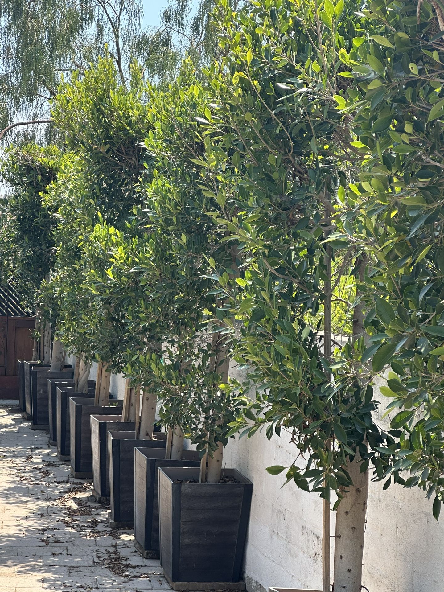 Potted, 5+ Year Old Ficus Trees for Sale in San Diego, CA - OfferUp