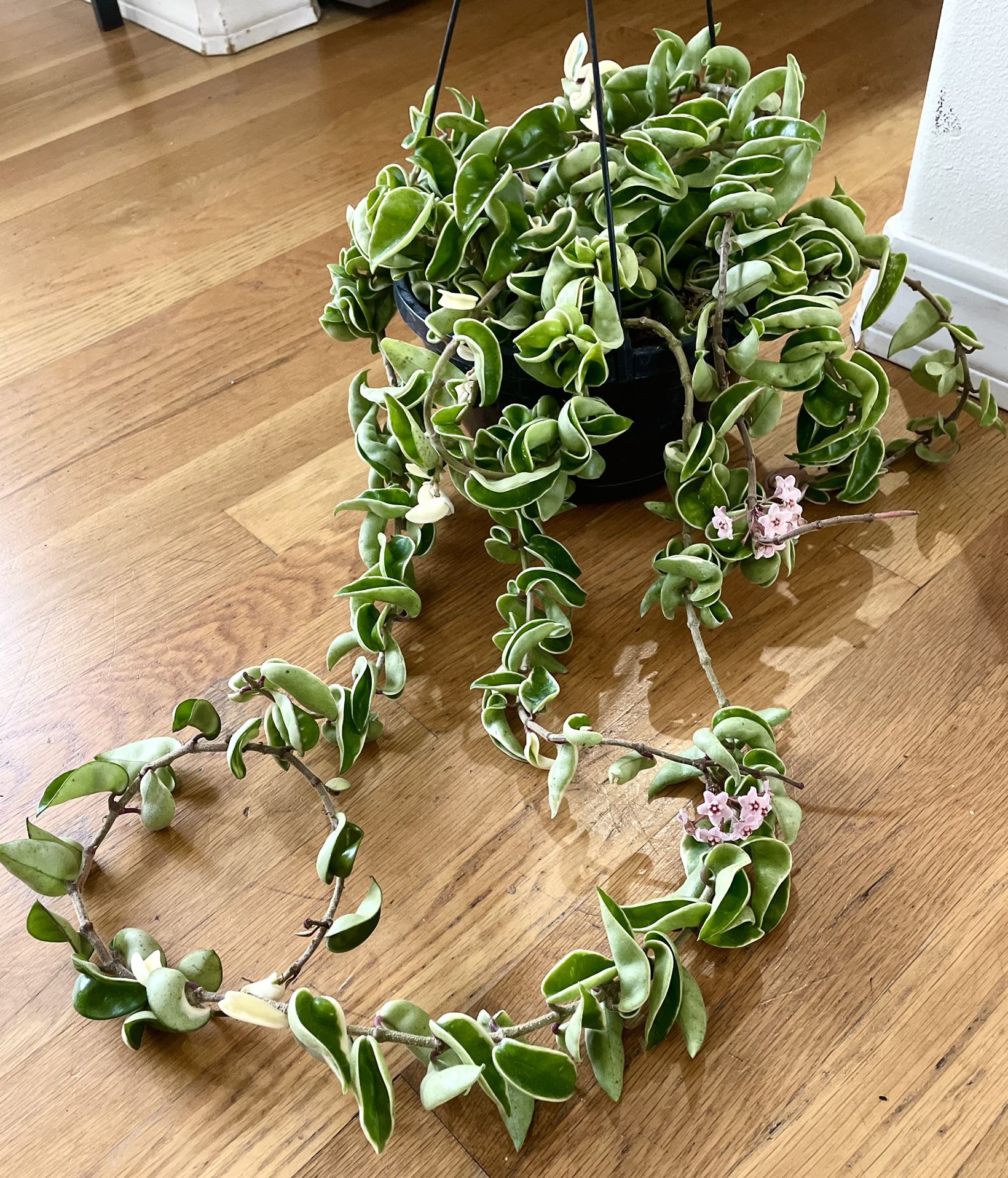 Rare Variegated, Blooming Hindu Rope Hoya Plant in 8in. Pot / Non-Toxic ...