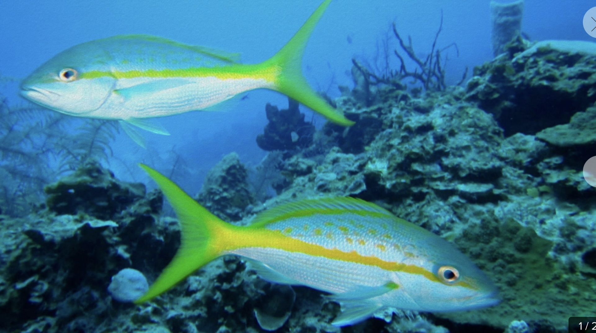 Are You Yellowtail Fishing, We Have Fresh New Canadian Silversides In ...