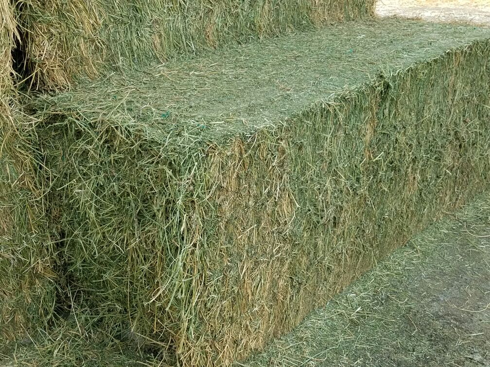 Alfalfa Hay 2 string and 3x3x8 bales for Sale in Toledo, WA - OfferUp