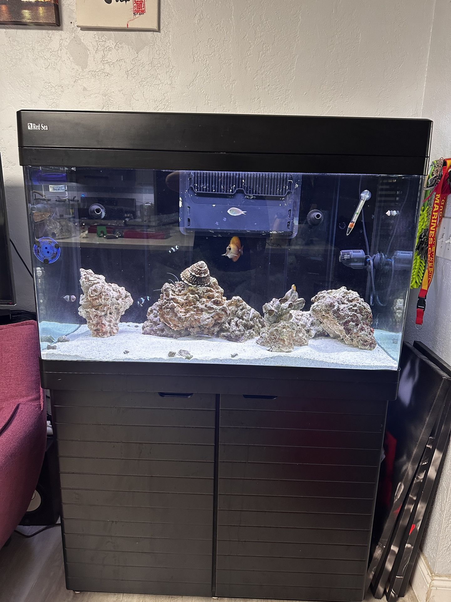 FOWLR Saltwater 60gallon tank with fishes for Sale in San Diego, CA ...