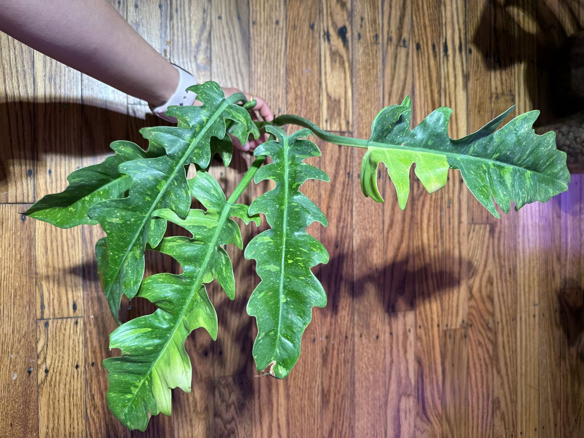 Philodendron Ring Of Fire Cutting for Sale in Richmond, CA - OfferUp