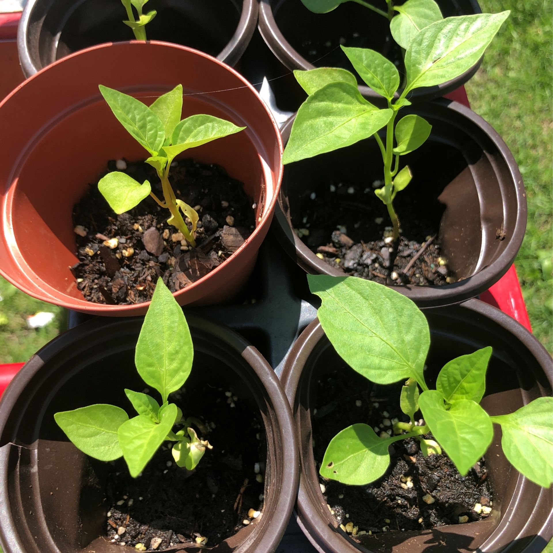 Young Bell Pepper Plant