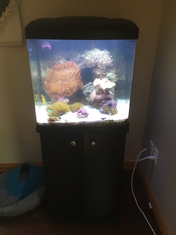 Almost new Biocube 32 gal LED and tons of xtras for Sale in Seattle, WA ...