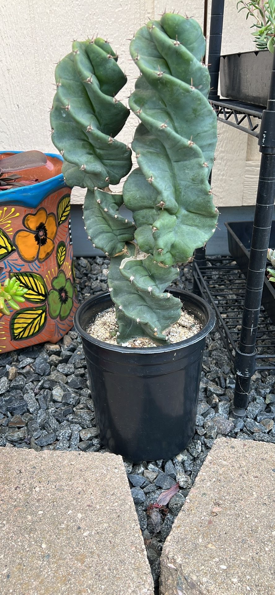 Rare Double Spiral Cactus - 6” Pot for Sale in Escondido, CA - OfferUp