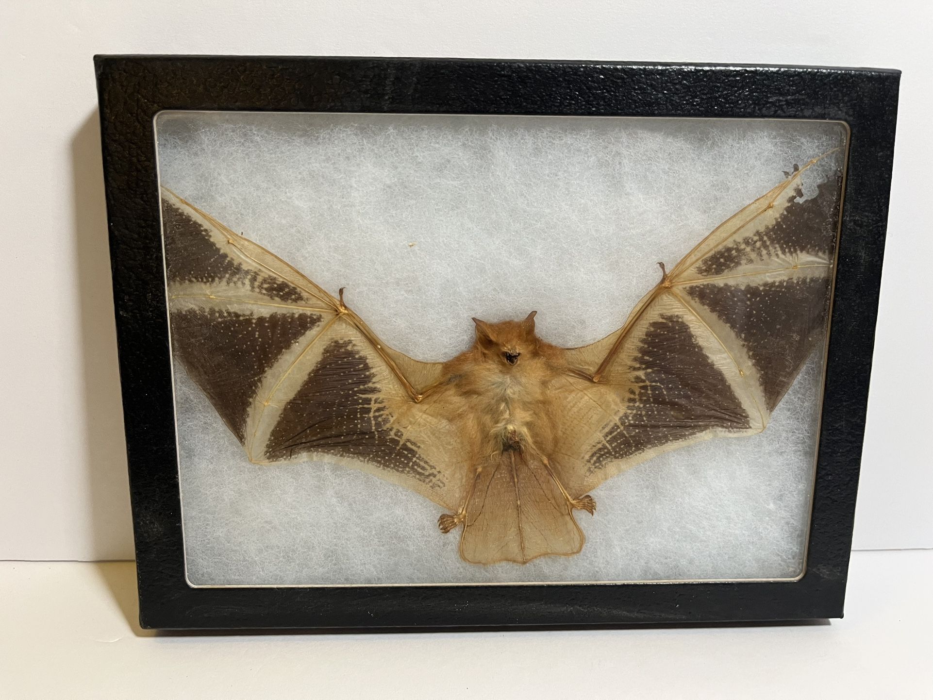 Taxidermy Asian Painted Bat - Frame 8”x6” for Sale in Chandler, AZ ...
