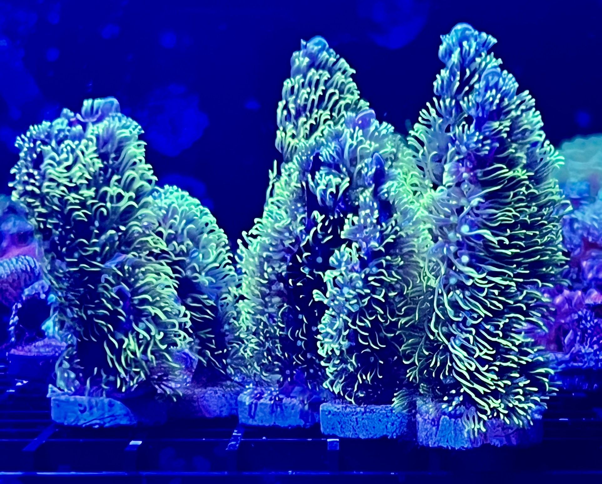 Fake Decoration Coral Branching Green Star Polyps for Sale in Orange ...