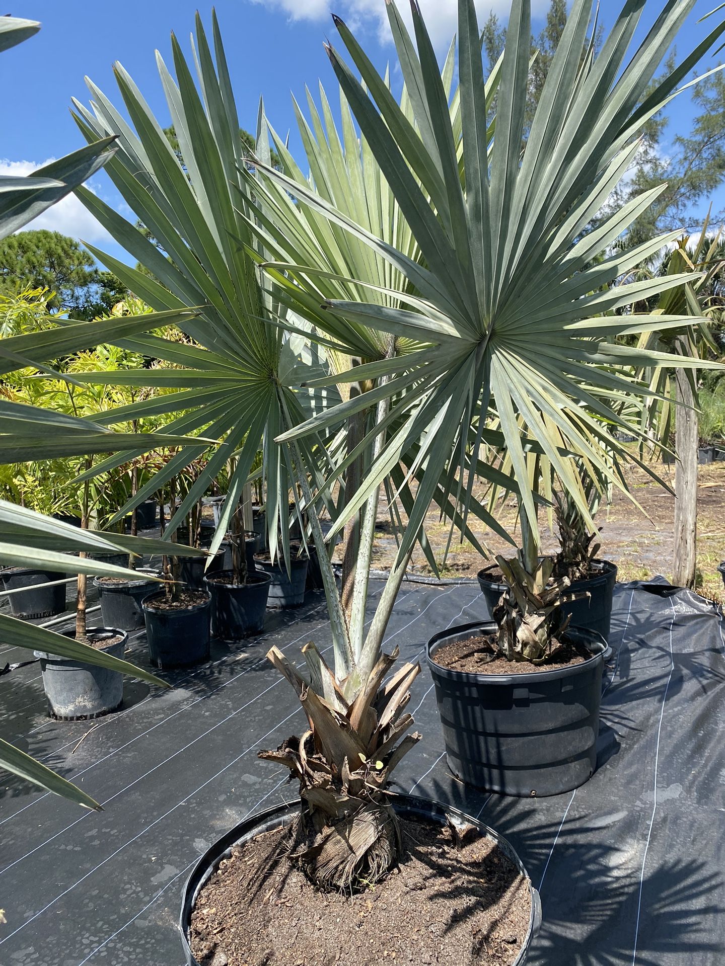 Bismarck Palm Silver Select( Free Delivery) for Sale in Vero Beach, FL ...