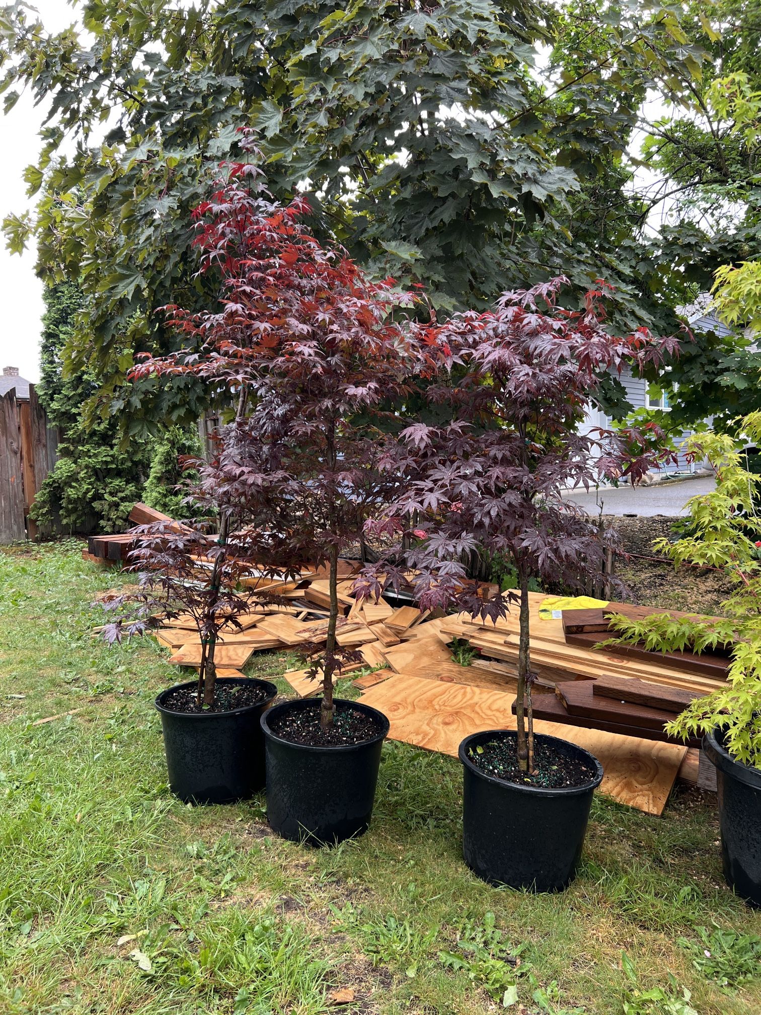 Bloodgood Japanese Maple - Only ONE LEFT for Sale in Kent, WA - OfferUp