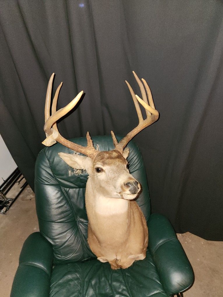 Trophy Deer Mount for Sale in Wayne, IL - OfferUp