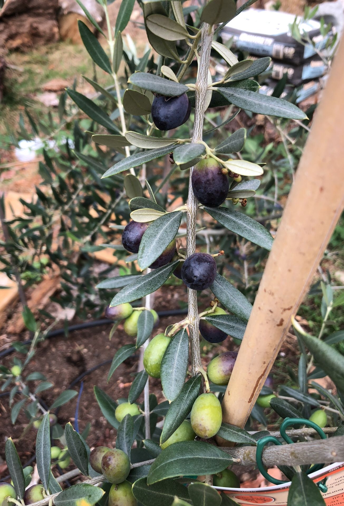 Fruit bearing olive trees! 6’ tall! for Sale in Seattle, WA - OfferUp