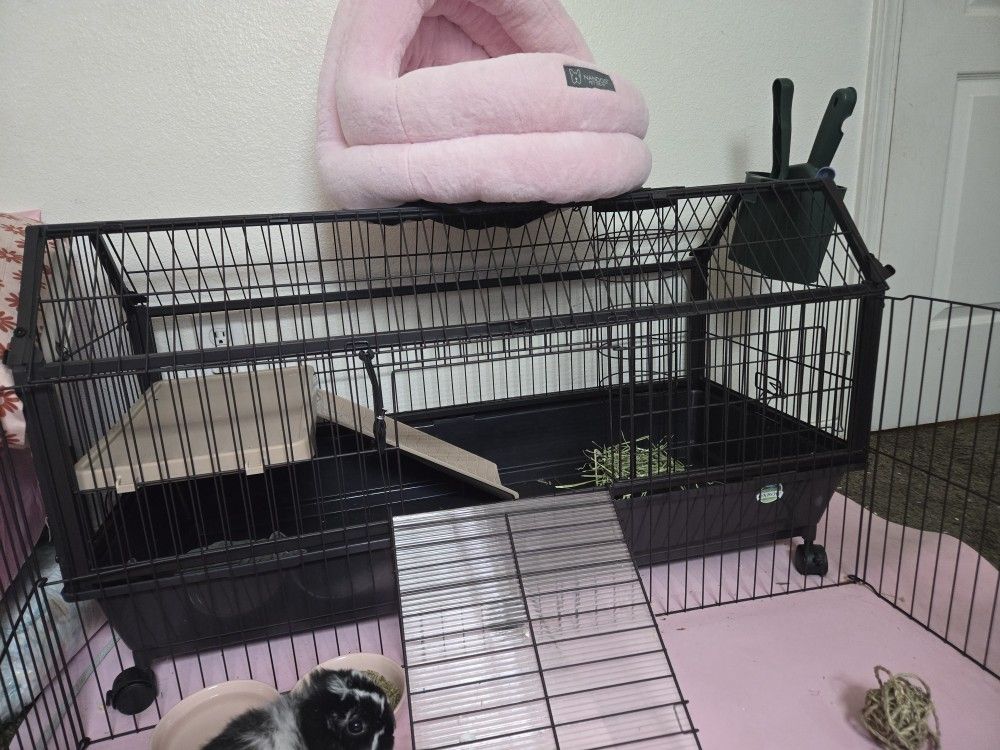 Miniature Tall Weiner Dog Wiener Dog Mini Smooth Haired Dachshund For ...