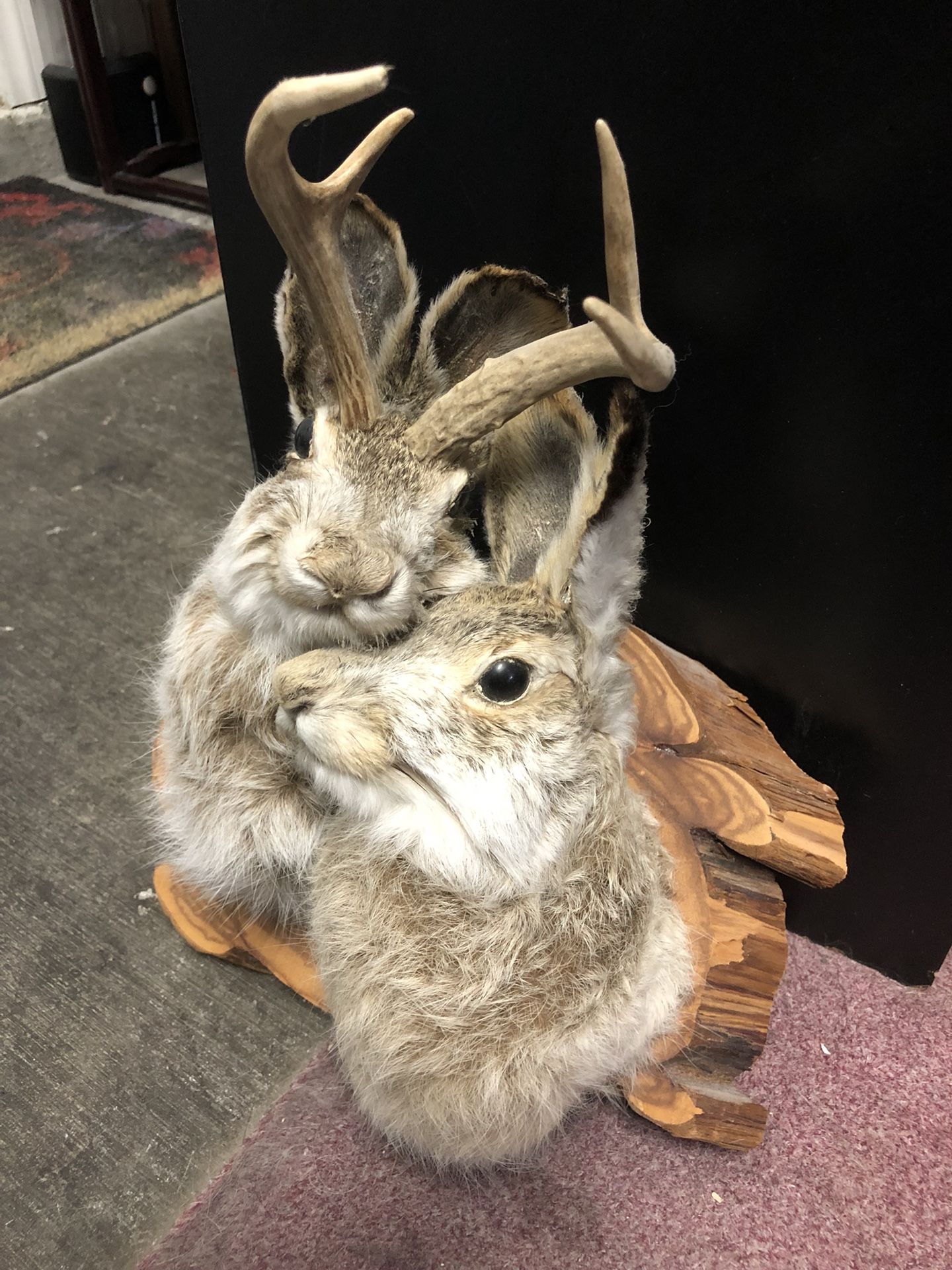 Jack Rabbits With Antlers