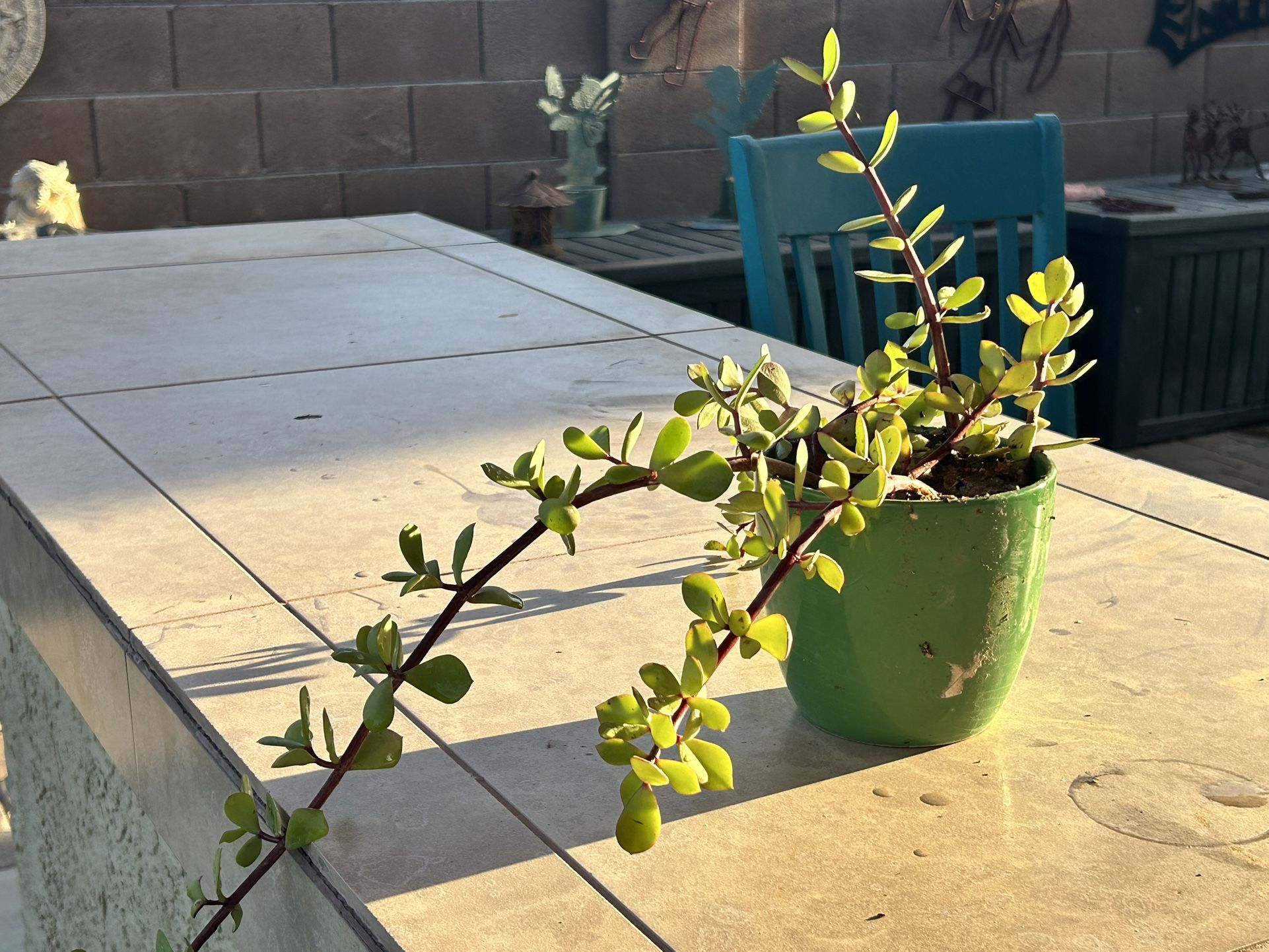 Jade succulents For Sale for Sale in Avondale, AZ - OfferUp