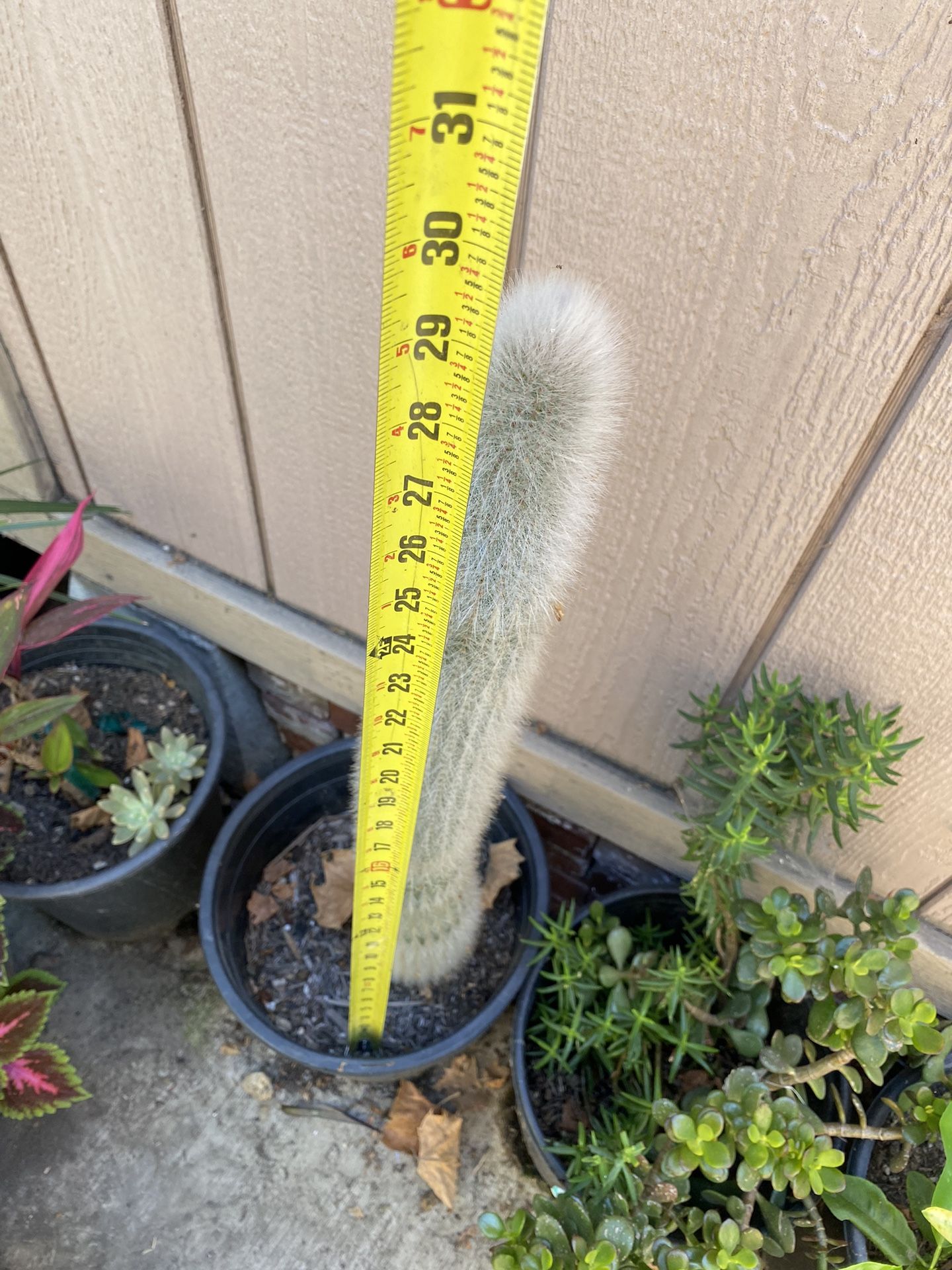 Silver Torch cactus for Sale in Pico Rivera, CA - OfferUp