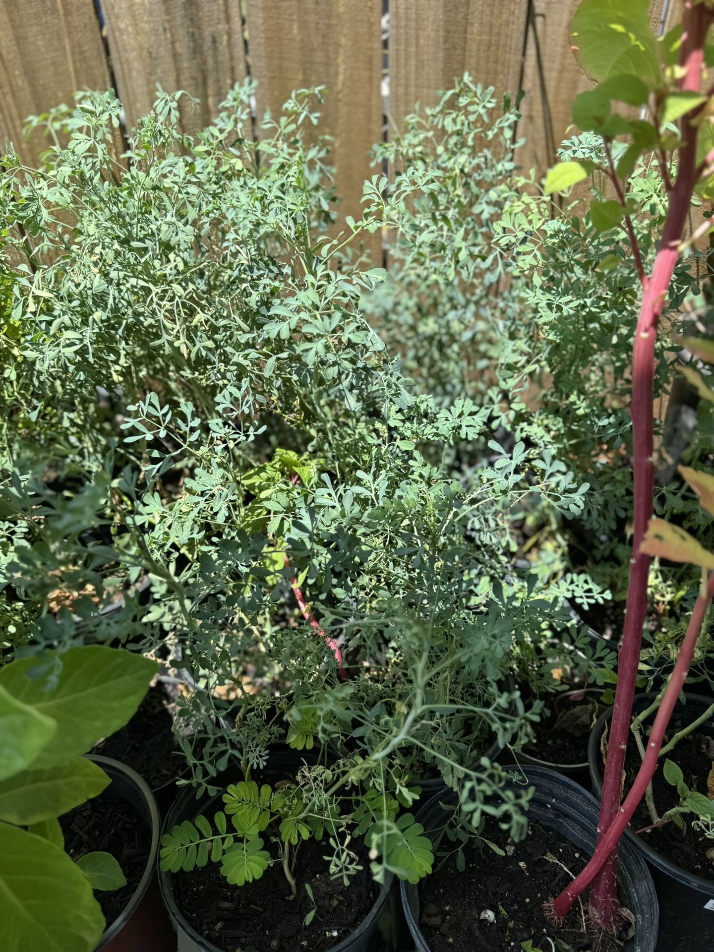 Jackman’s blue Rue for Sale in San Antonio, TX - OfferUp